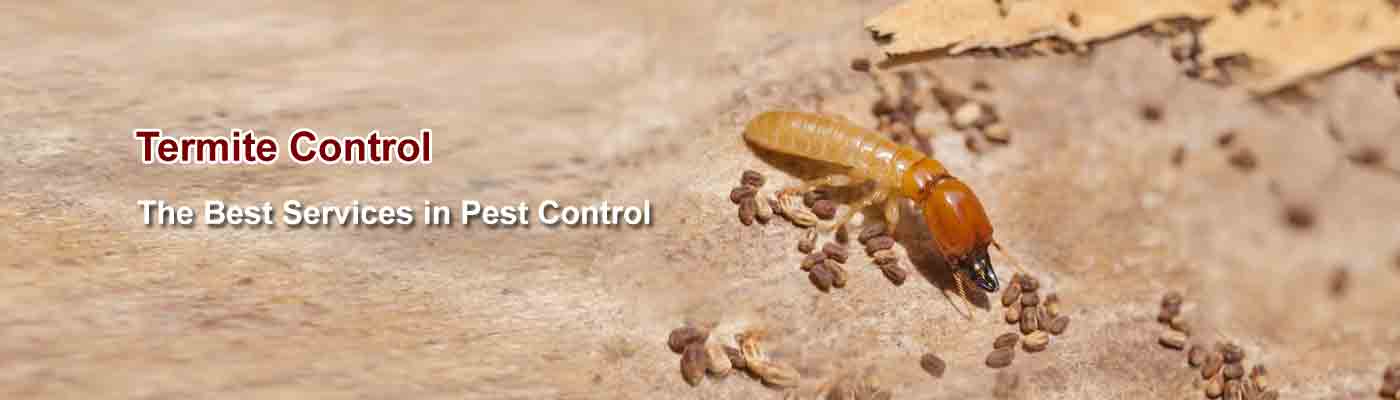 Pest Control Services in Chennai | Pest Control 24x7