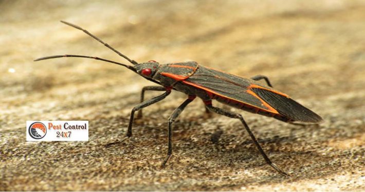 Boxelder Bugs Control - PEST CONTROL 24x7 | PEST CONTROL SERVICES IN ...
